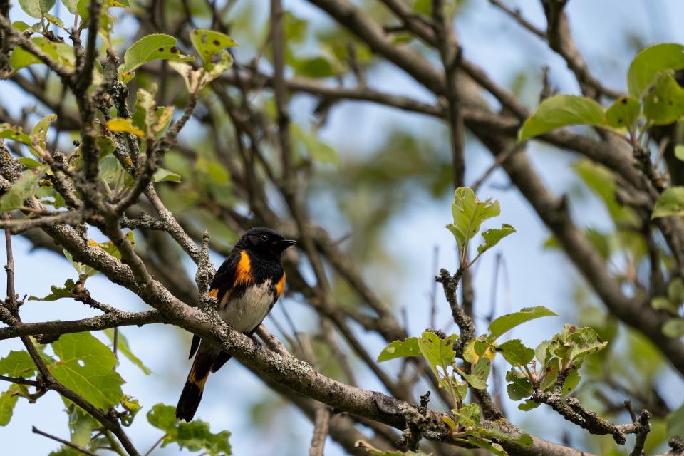 American Redstart | Shutterbug